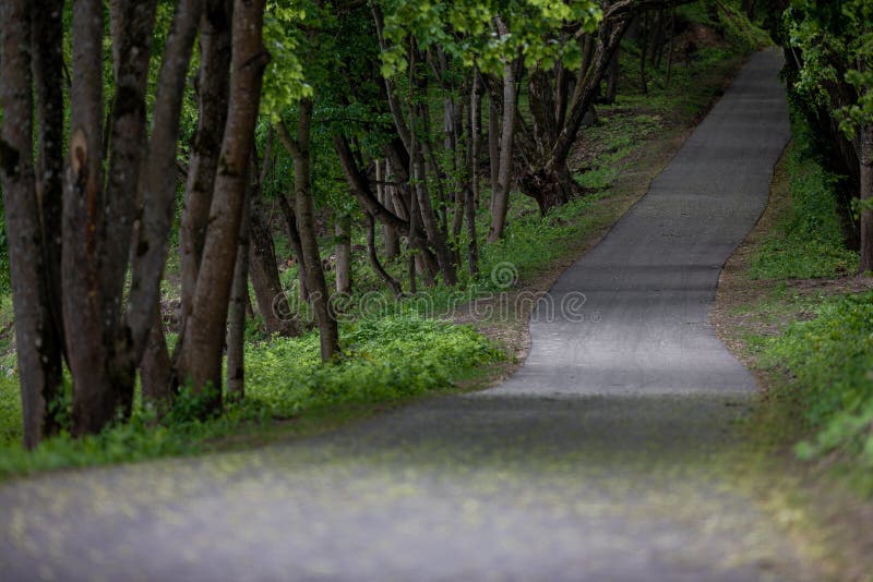 Empty Path in a Maze Garden for the Concept of Confusion Stock Image ...