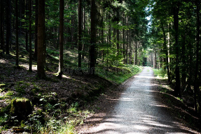 Path or Road through Dark Thick Forest Stock Photo - Image of tree ...