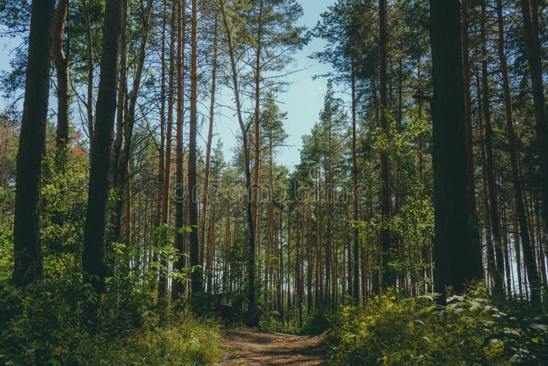 Empty Path in the Summer Forest Perspective View of an Empty Path among ...