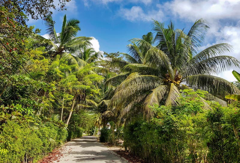 An Empty Path Surrounded with Lush Tropical Greenery and Palm Trees ...