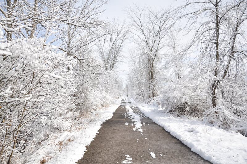 Path with Trees Covered with Snow in Winter Stock Image - Image of ...