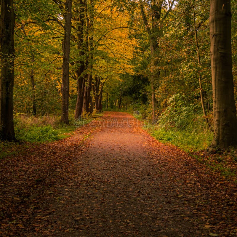 Autumn in the Park with Reflection Stock Image - Image of pond, tree ...