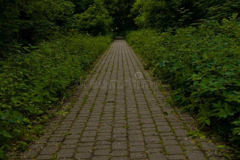 Empty Paved Path Way Narrow Road in Wood Land Dusk Light Outside Space ...