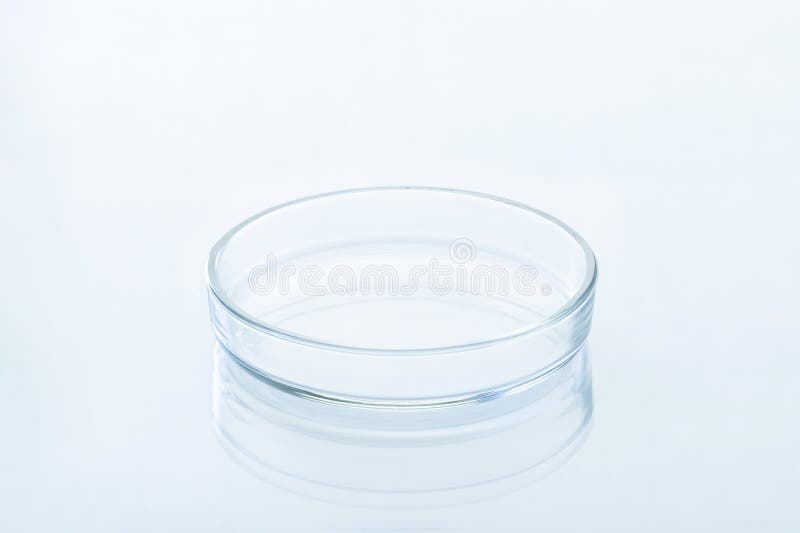 Empty Petri Dish on a Glossy White Surface, Close-up, Selective Focus ...