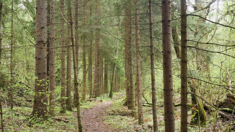Empty Pine Green Forest in the Afternoon Stock Video - Video of scenery ...