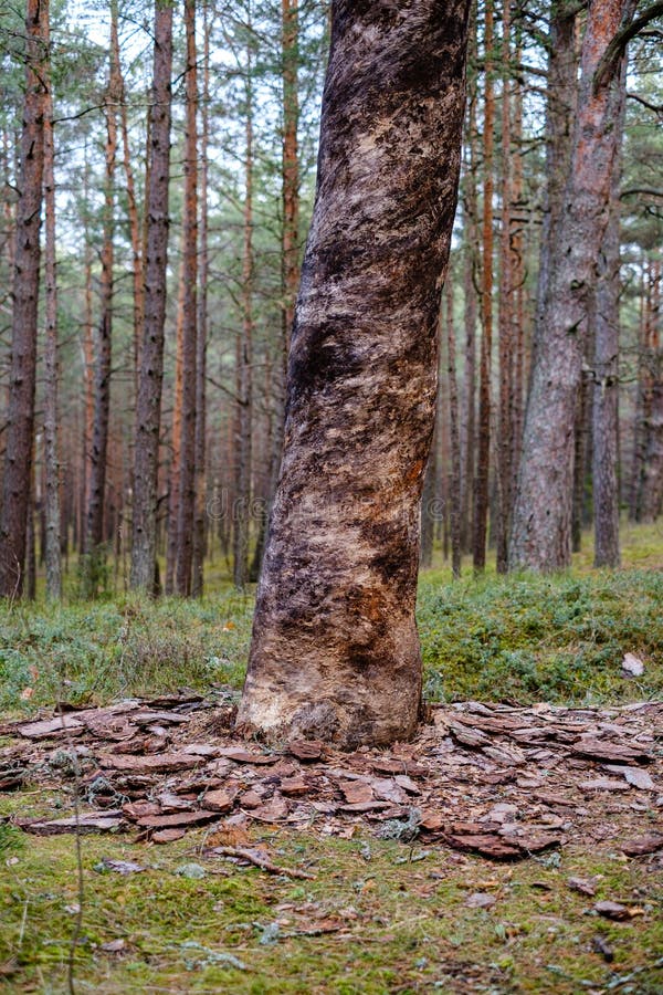 Empty Pine Tree Forest in Late Autumn Stock Photo - Image of tree, fall ...