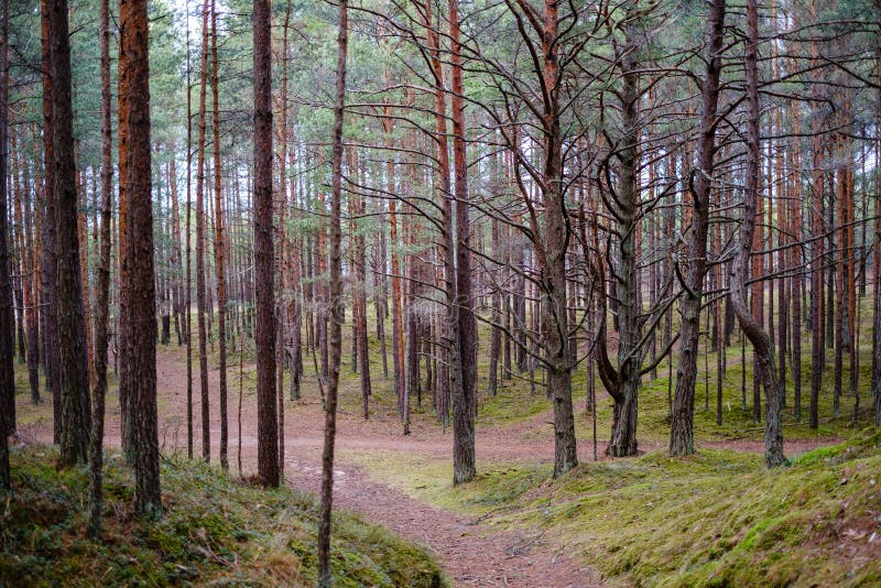 Empty Pine Tree Forest in Late Autumn Stock Photo - Image of ...
