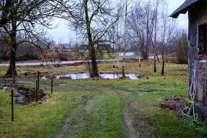 Empty Pine Tree Forest in Late Autumn Stock Image - Image of forest ...
