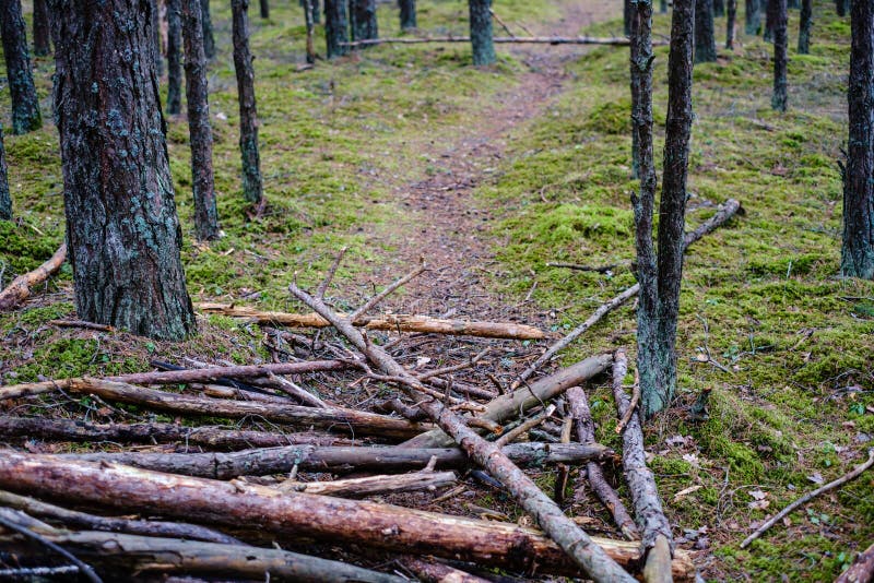 Empty Pine Tree Forest in Late Autumn Stock Image - Image of park ...