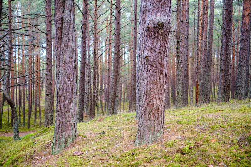 Empty Pine Tree Forest in Late Autumn Stock Photo - Image of wood, fall ...