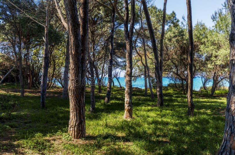 The Empty Pine Trees Forest in Tuscany Near the Baratti Gulf Stock ...
