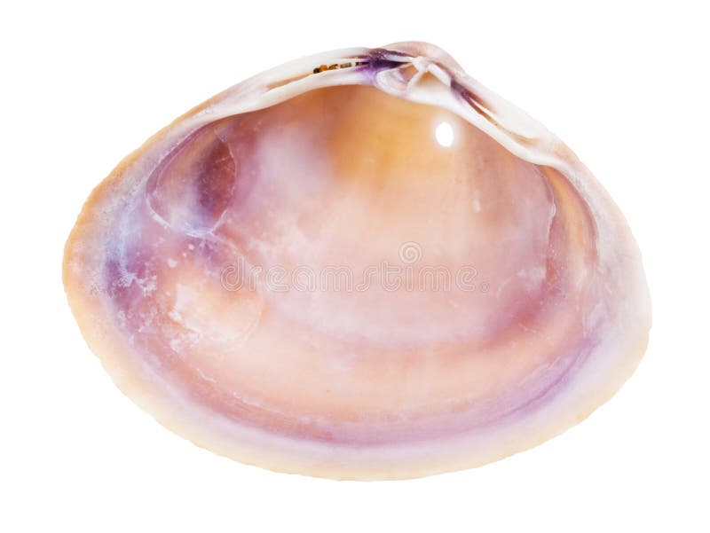 836 Pearl Clam Shell Stock Photos - Free & Royalty-Free Stock Photos ...