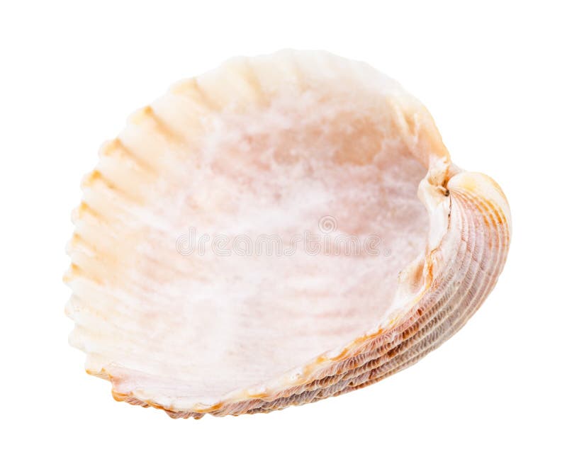 Empty Pink Shell of Cockle Isolated on White Stock Image - Image of ...