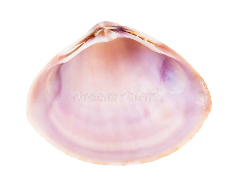 Empty Pink Conch of Isolated on White Stock Image - Image of rear ...