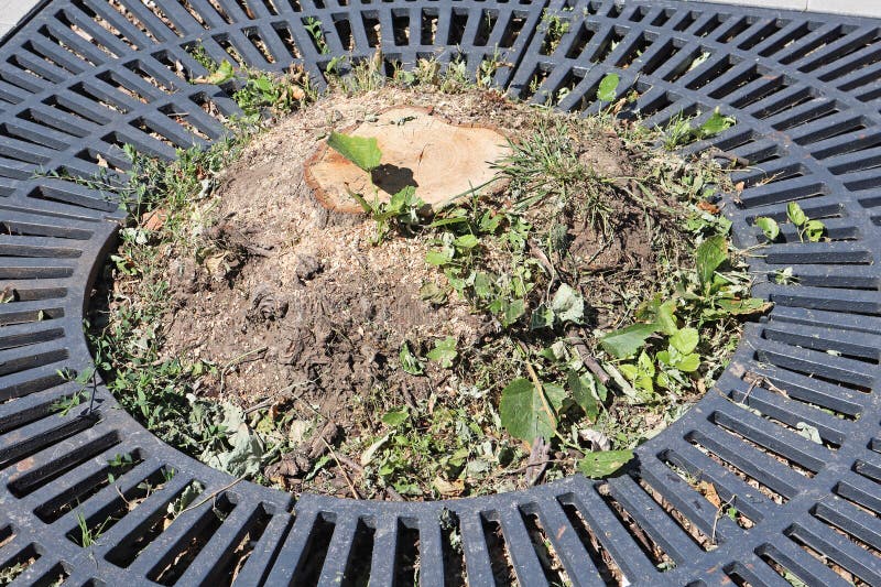 Empty Place of a Cut-out Tree on the Street Stock Image - Image of ...