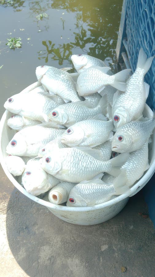 An Empty Plastic Bucket Holds Several Dead Fish and One Pink Eel, with ...