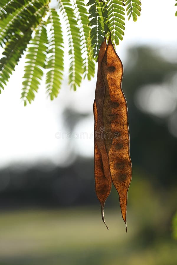 Empty pod on acacia tree stock image. Image of color - 70841957