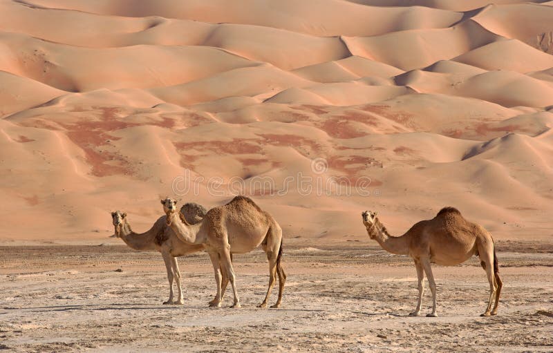 Empty Quarter Dunes stock image. Image of nature, people - 14998343
