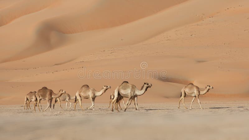 Empty Quarter Camel stock image. Image of empty, khali - 16832723
