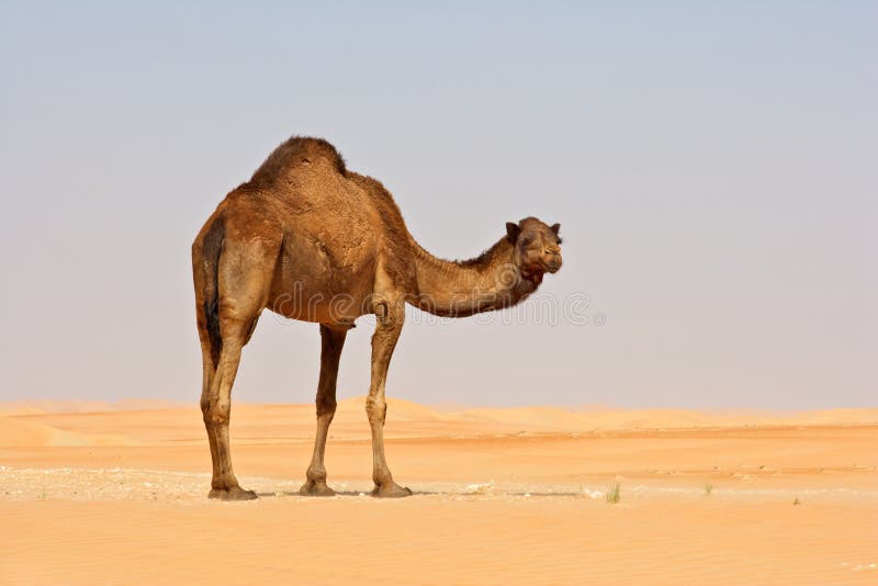 Camels in the Empty Quarter Stock Photo - Image of quarter, peninsula ...