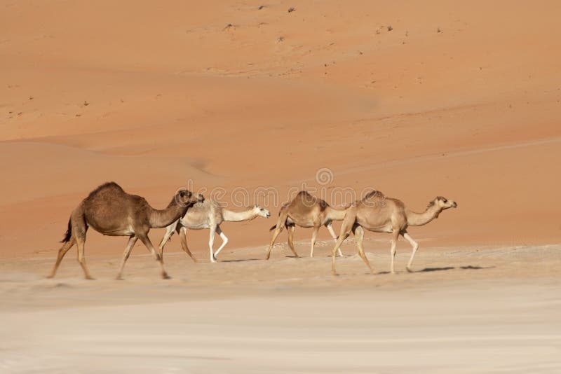 Camels in the Empty Quarter Stock Photo - Image of quarter, peninsula ...