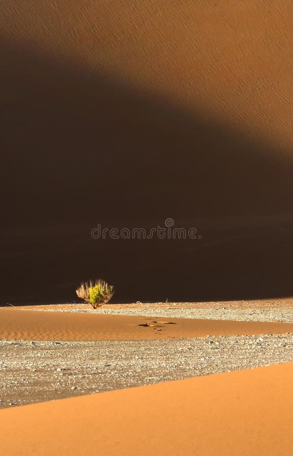 Empty Quarter Desert in Oman, UAE and Saudi Arabia Stock Photo - Image ...