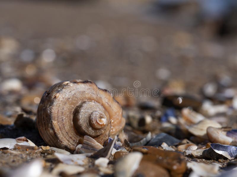 Empty Rapana Shell on the Beach, Closeup Stock Photo - Image of close ...