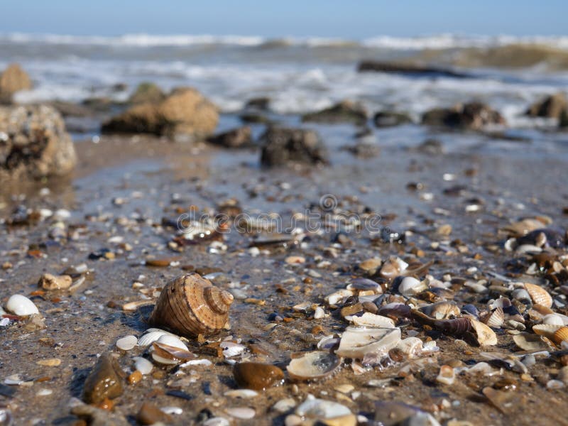 Empty Rapana Shell in the Sea Surf Stock Image - Image of gastropod ...
