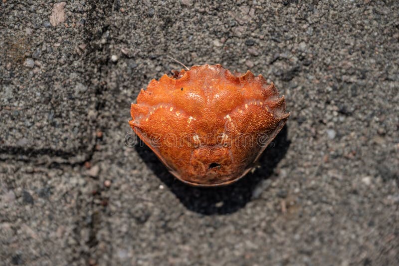 Empty Red Crab Shell on Stone Floor.. Stock Photo - Image of surface ...