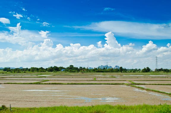 Empty rice field stock photo. Image of empty, agriculture - 33021892