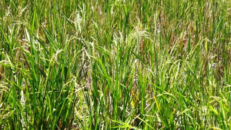 Empty Rice Field on a Valley Stock Footage - Video of organic, oriental ...