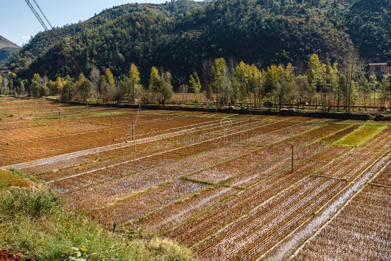 Empty Rice Fields after Harvest, Yunnan, China Stock Image - Image of ...