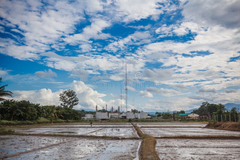 Empty Rice Fields after Harvesting Waiting To Be Planted with Factory ...