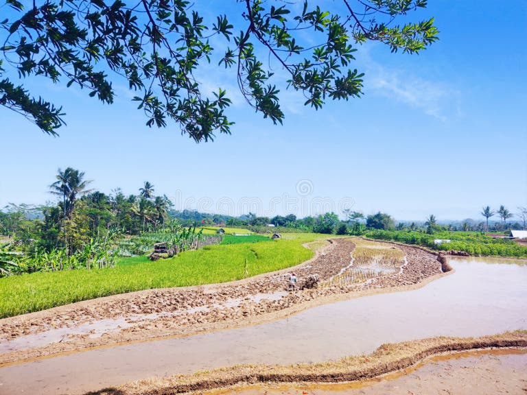Empty Rice Fields Under the Hot Sun Stock Image - Image of shore ...