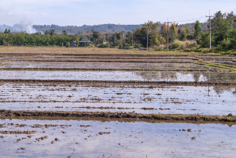 Empty Rice Paddies, Thailand Stock Image - Image of agriculture, food ...