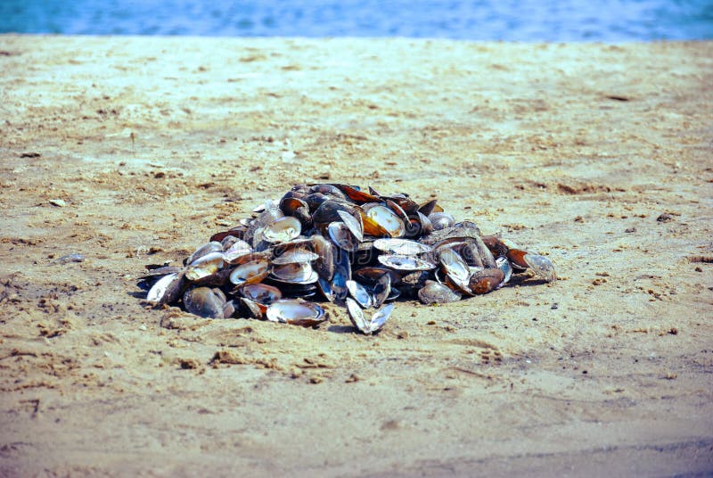 River shell stock photo. Image of mollusk, mother, wildlife - 39133768
