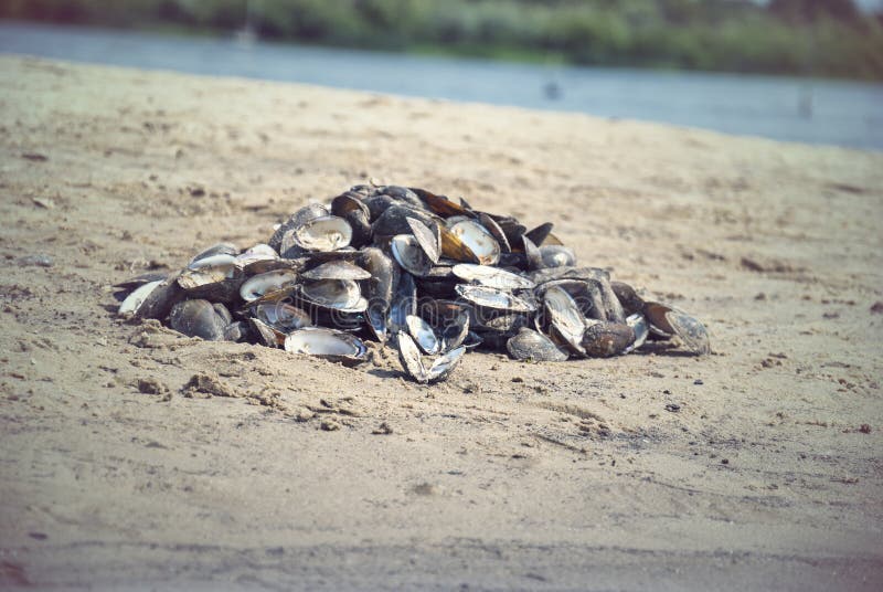 River shell stock photo. Image of mollusk, mother, wildlife - 39133768