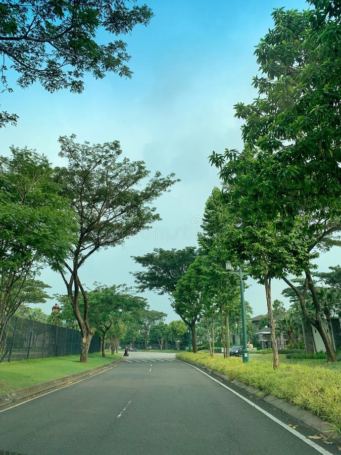 Empty road stock image. Image of tree, place, afternoon - 262050703
