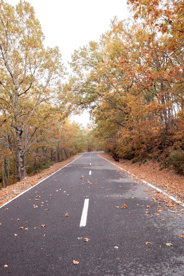 Empty road in autumn stock photo. Image of outdoors, path - 61393128