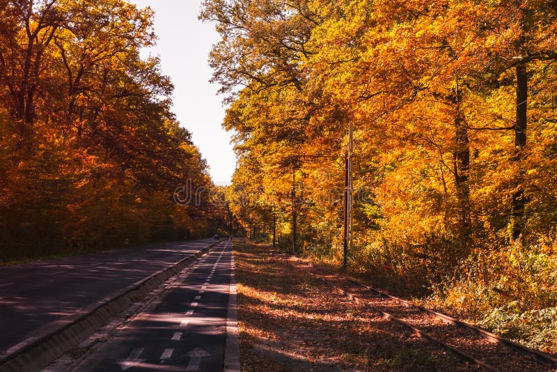 The Empty Road and the Bike Path through the Forest Stock Photo - Image ...