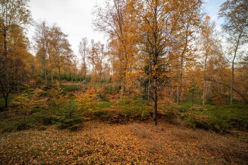 Autumn stock image. Image of design, autumn, background - 61737091