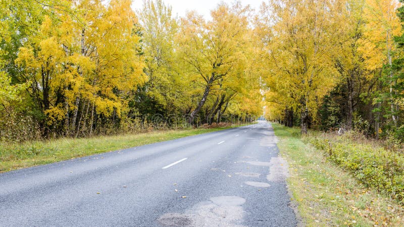 Empty Road in the Countryside in Autumn Stock Photo - Image of trunks ...