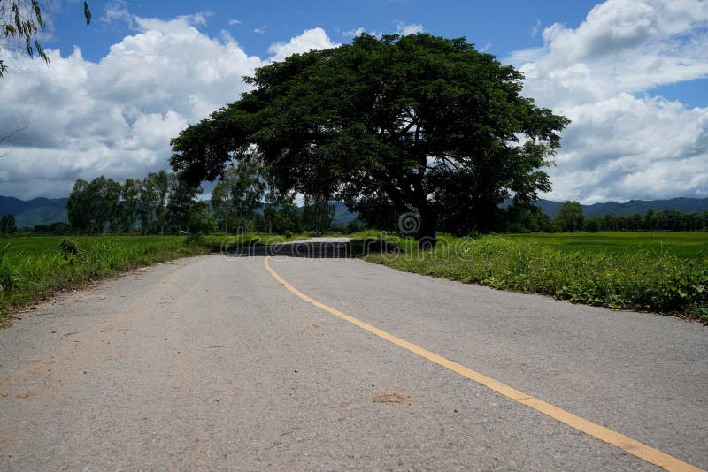 Empty Road in the Countryside and Big Trees Stock Photo - Image of ...