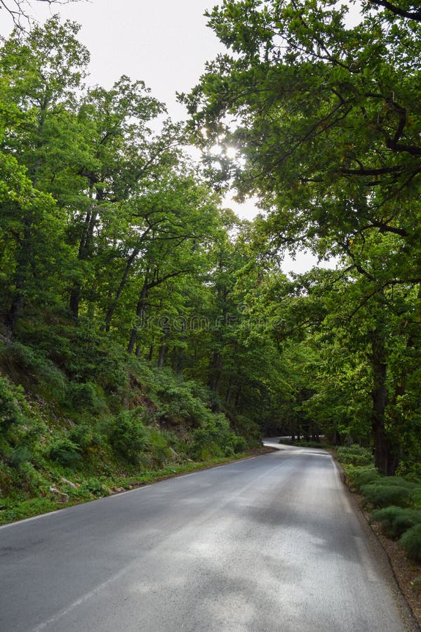Empty road in the forest. stock photo. Image of natural - 234509268