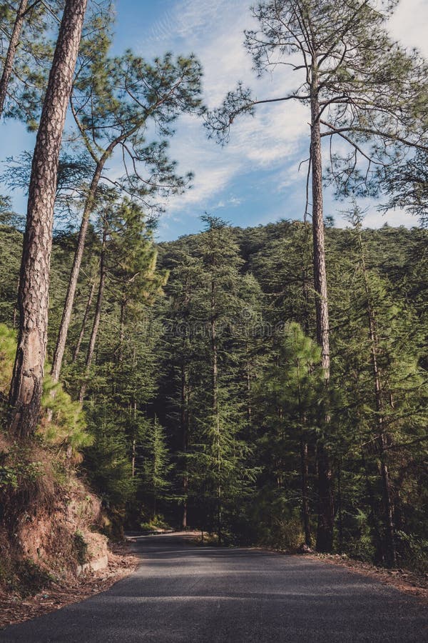 Empty Road in Forest - Cypress and Pine Forest with Blue Sky in ...