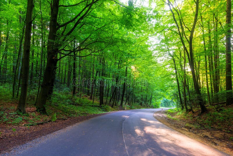 Empty road in the forest stock photo. Image of transportation - 116822696