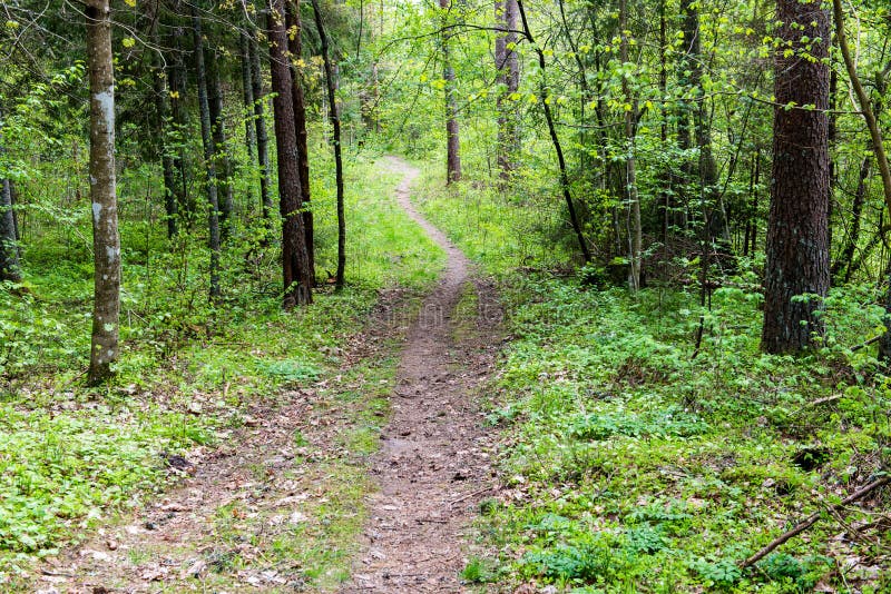 Empty road in the forest stock image. Image of country - 55755511
