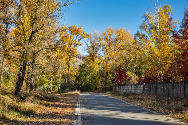 Empty Road Going into the Autumn Forest Stock Photo - Image of leaf ...