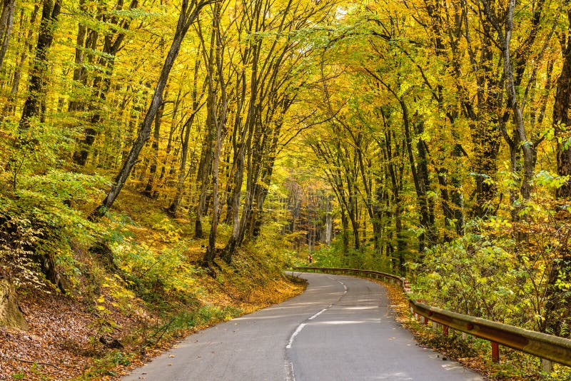 Forest road in the autumn stock image. Image of park - 125800453