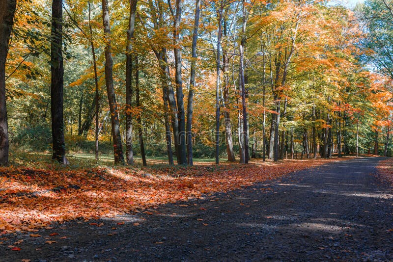 Empty Road Lined by Colorful Leaves and Trees in Fall Stock Photo ...